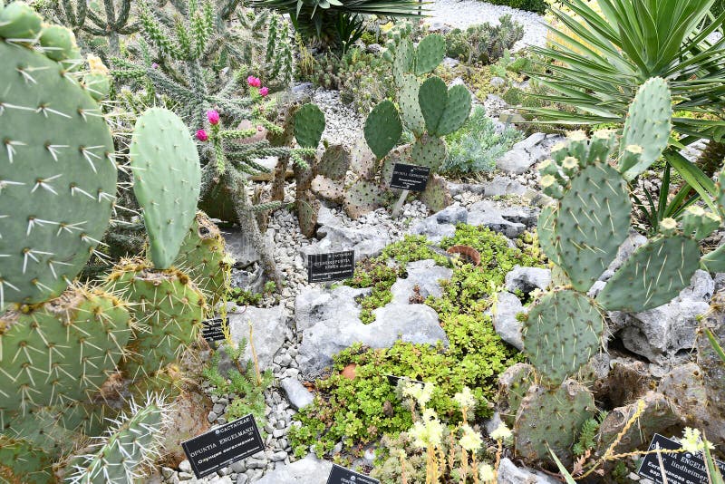 Flowering Angiosperms Plants. Stock Image - Image of complex, july ...