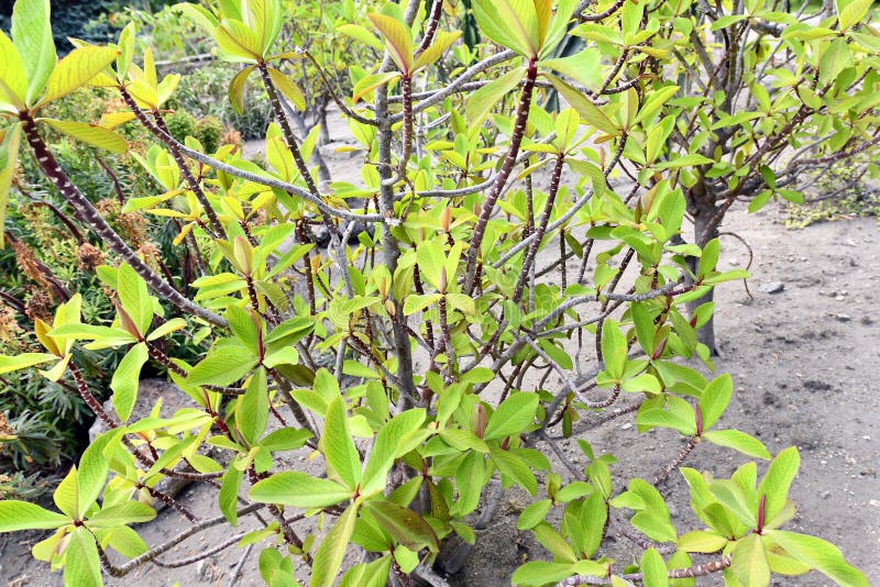 Flowering Angiosperms Plants. Stock Photo - Image of cityscape ...
