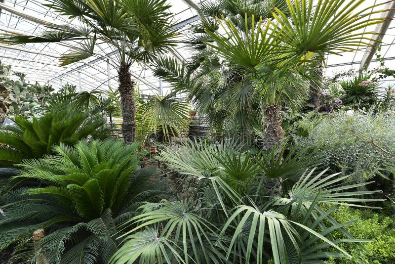 Flowering Angiosperms Plants. Stock Photo - Image of city, july: 123570214