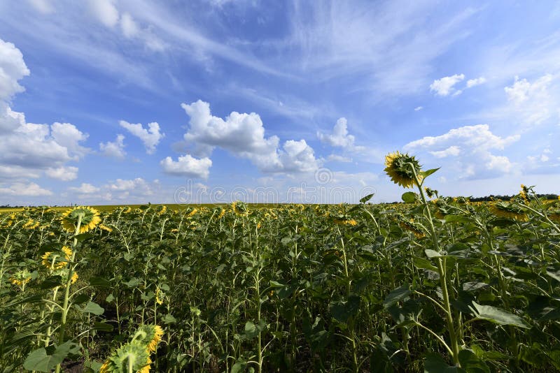 Flowering Angiosperms Plants. Stock Photo - Image of lapse, exterior ...