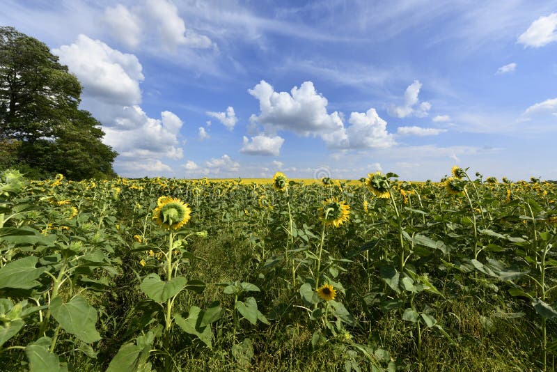 Flowering Angiosperms Plants. Stock Image - Image of green, cityscape ...