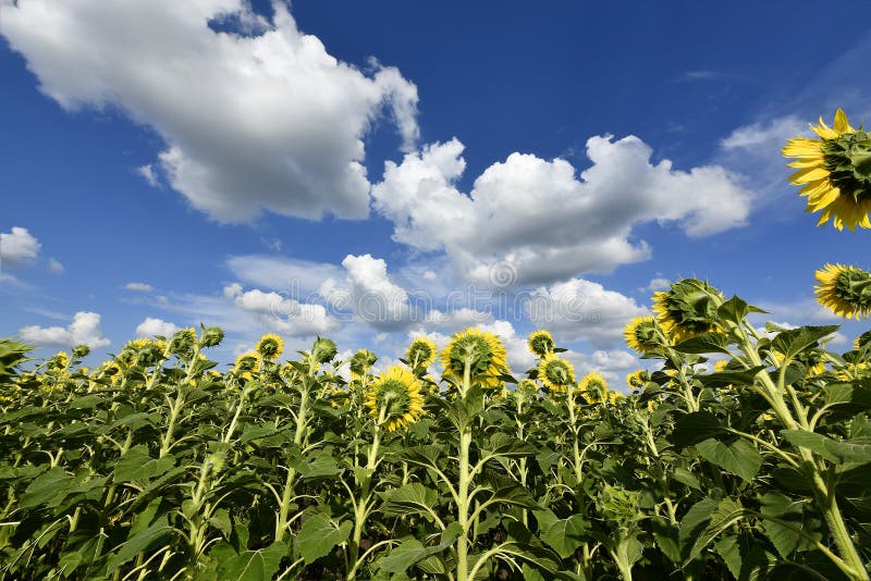 Flowering Angiosperms Plants. Stock Image - Image of july, exterior ...
