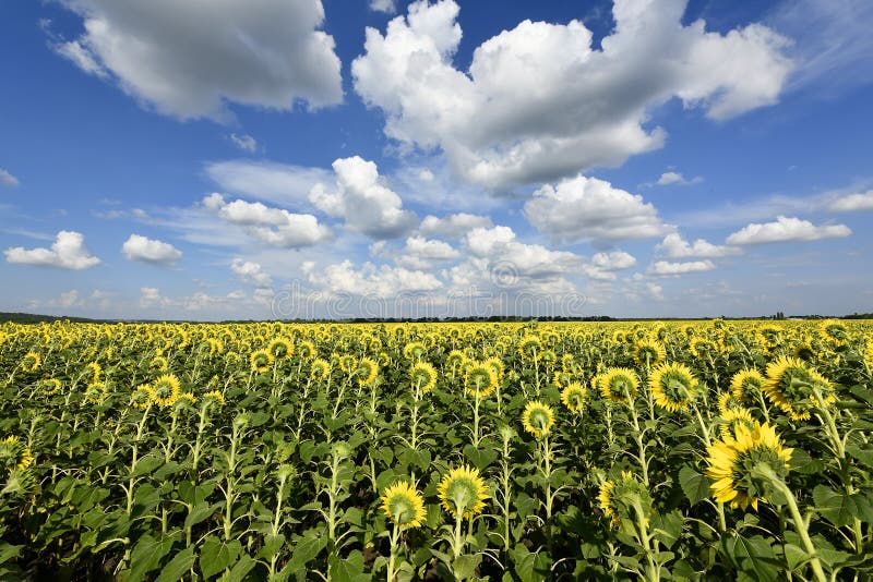 Flowering Angiosperms Plants. Stock Image - Image of attraction, august ...