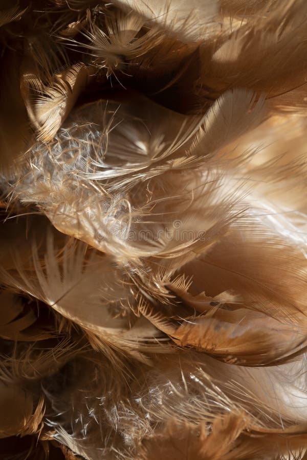 European Robin. Original Digital Pencil Drawing. Stock Illustration ...