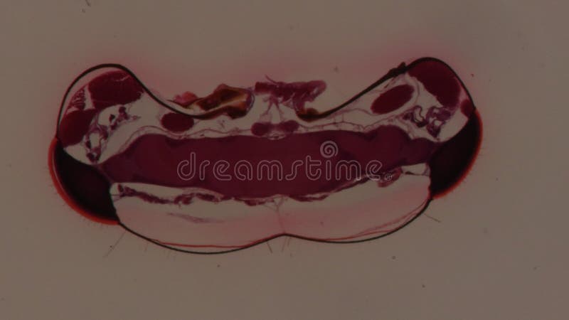 Complex Eye of the Honey Bee with Optic Nerves Stock Footage - Video of ...