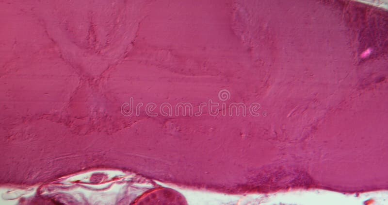 Complex Eye of the Honey Bee Stock Video - Video of research, cells ...