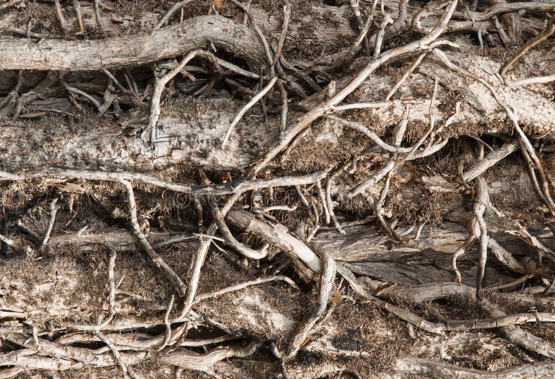 Complex Interlacing, Withered Tree Branches, Stock Image - Image of ...