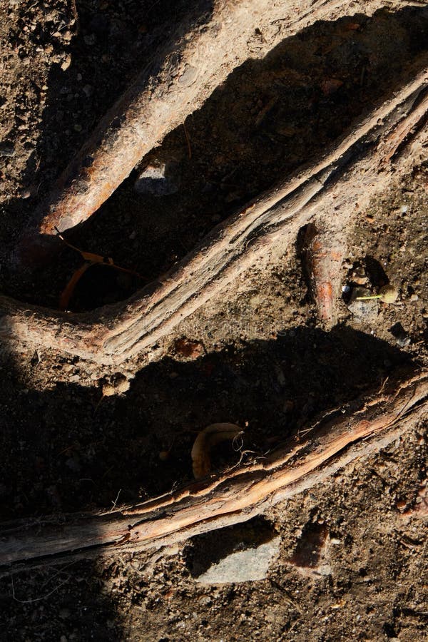 The Complex and Intricate Roots are Beautifully Intertwined within the ...