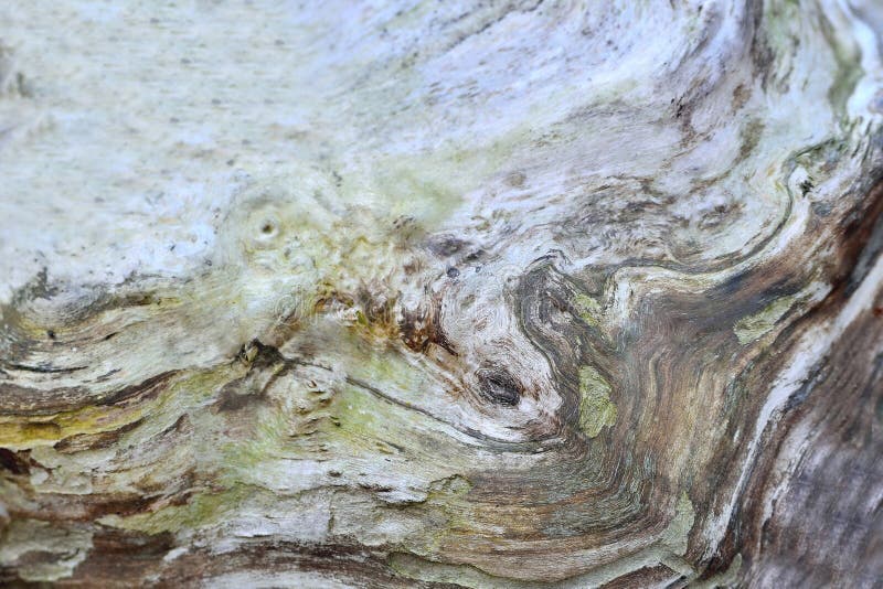 Complex Intricate Texture on the Cut of an Old Tree, Vintage Background ...