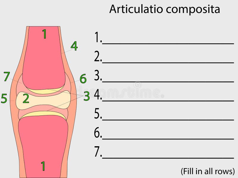 Complex Joint Vector. Anatomical Atlas Stock Vector - Illustration of ...
