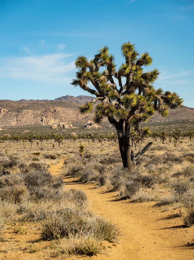 Complex Joshua Tree Stands at the Edge of Wide Sandy Trail Stock Image ...