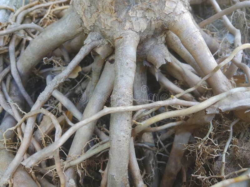 Complex stock image. Image of confused, complex, life - 151040709