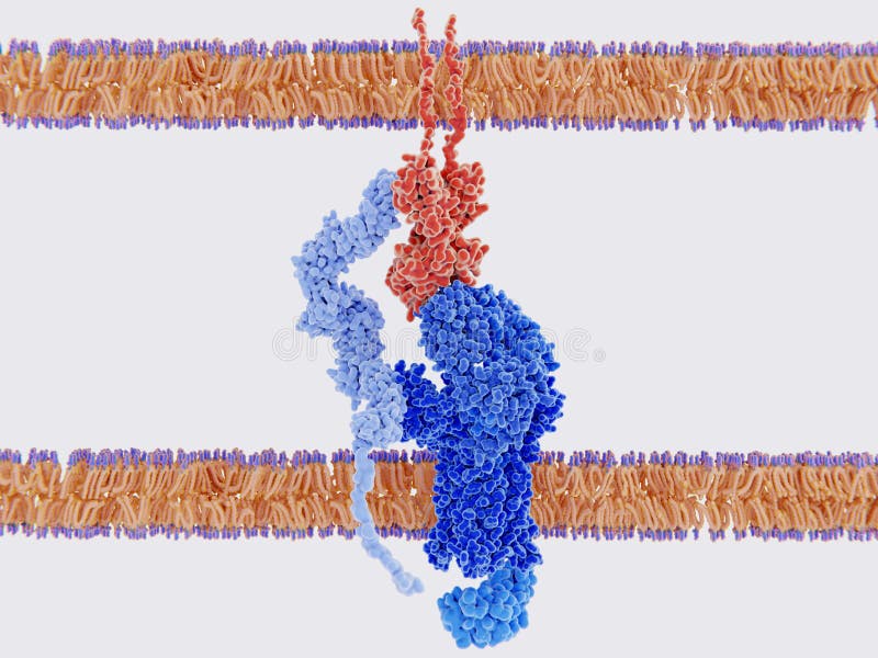 Complex within a MHC II-antigen, a T Cell Receptor and CD4 Stock ...