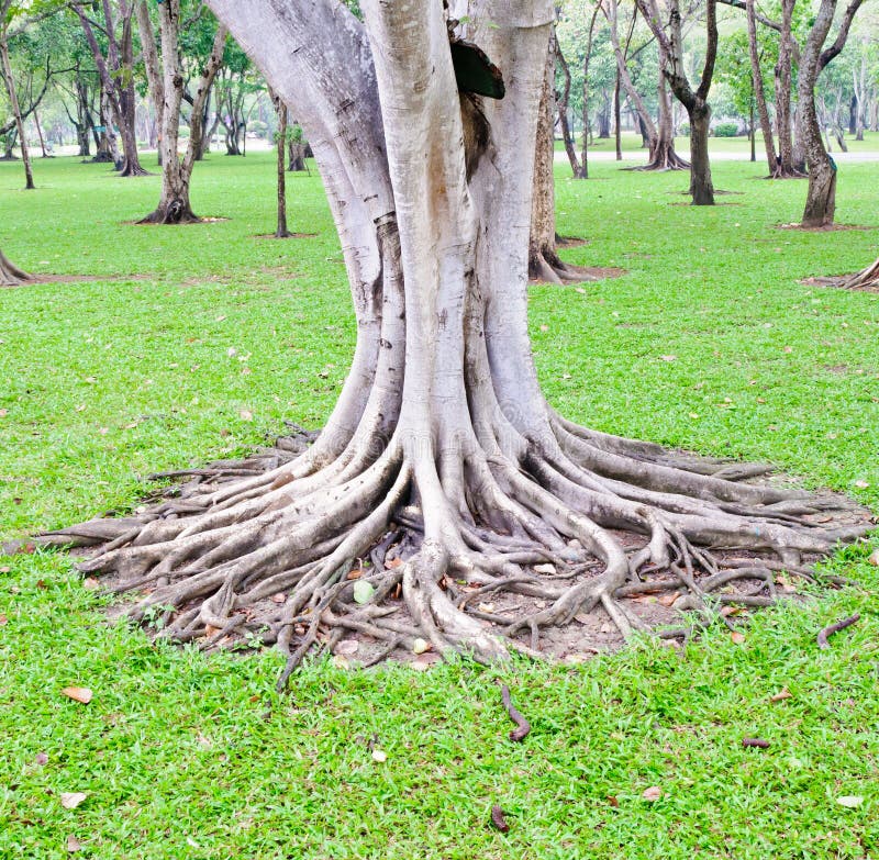 Complex root stock photo. Image of ancient, beautiful - 23015320