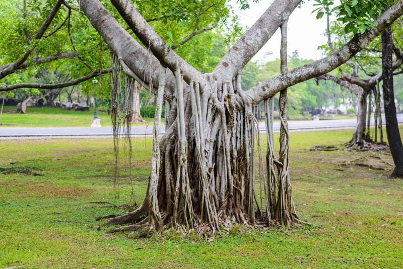 Complex Root of Banyan Tree Stock Photo - Image of ground, landscape ...