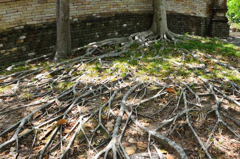 264 Complex Root System Photos - Free & Royalty-Free Stock Photos from ...