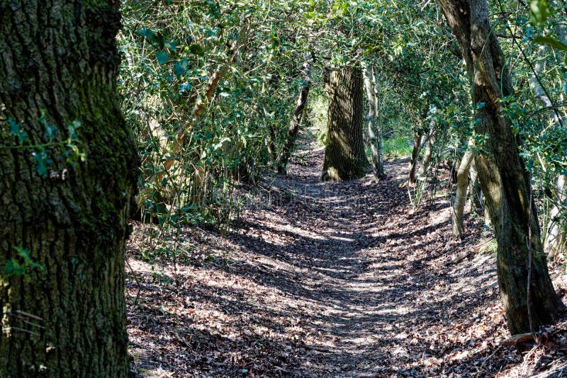 Dappled Woodland Path stock image. Image of trees, forest - 217288139