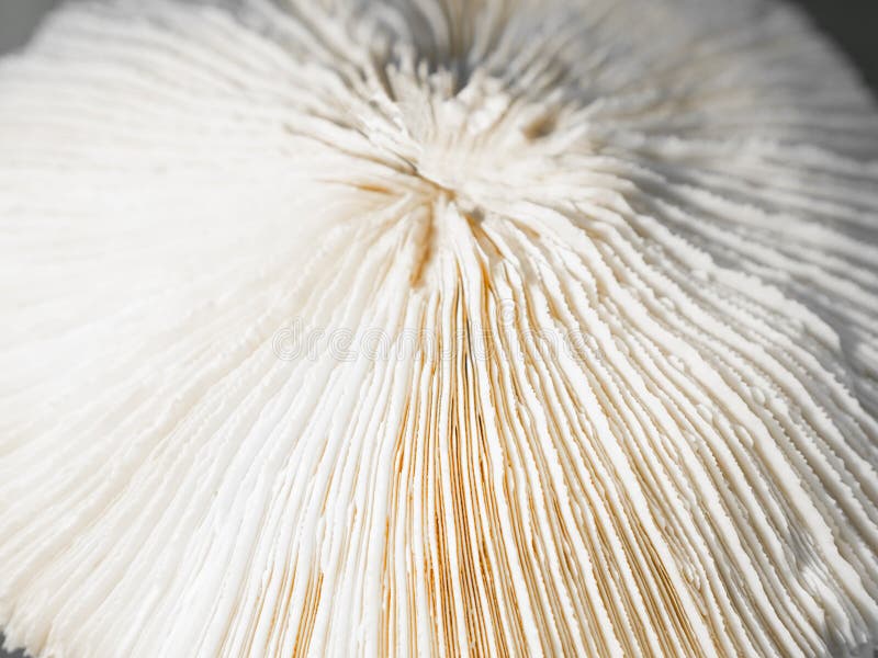 Complex Shape White Sea Coral Stock Image - Image of caribbean ...