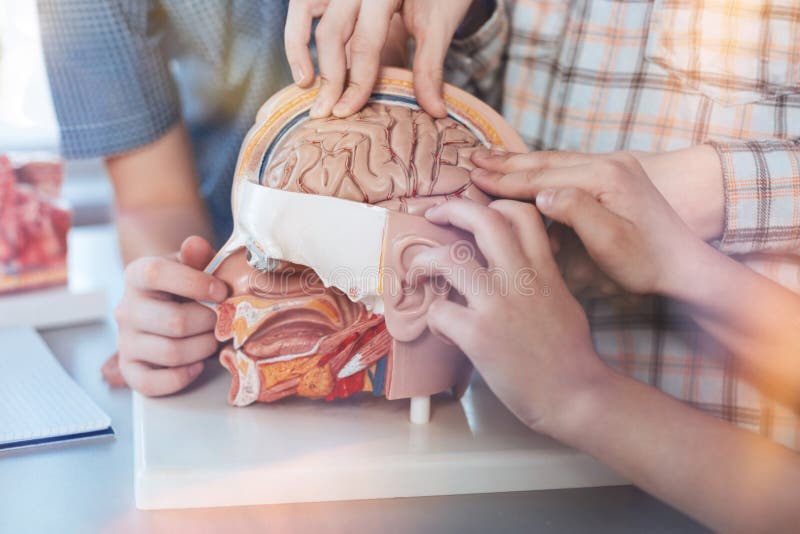 Inspired Dedicated Students Studying Human Brain Stock Image - Image of ...