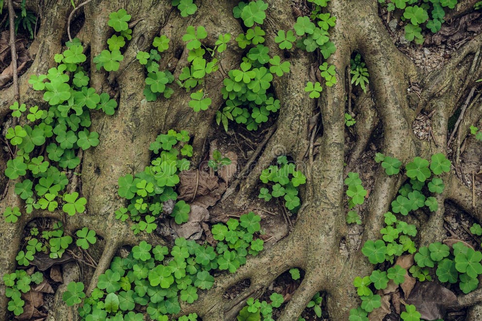 Complex Structure of Roots of a Coniferous Tree Stock Image - Image of ...