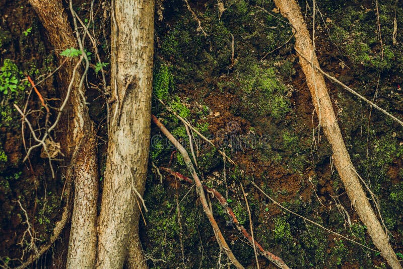 Complex Structure of Roots of a Coniferous Tree Stock Image - Image of ...