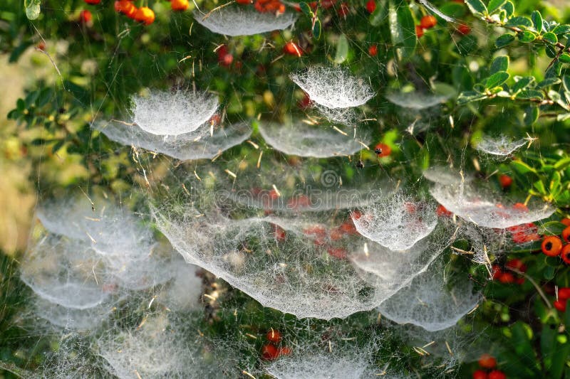 Complex Tiered Web on a Bush with Red Berries Stock Photo - Image of ...