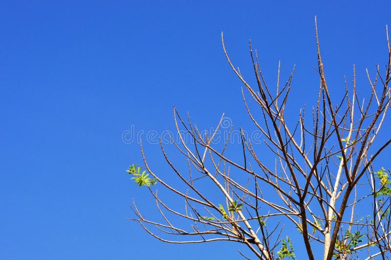 Complex tree stock image. Image of blue, high, branch - 29757507
