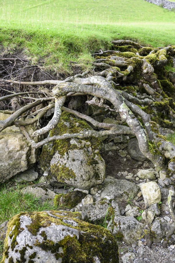 Complex Tree Roots Entwined among Moss-covered Rocks in a Lush Green ...
