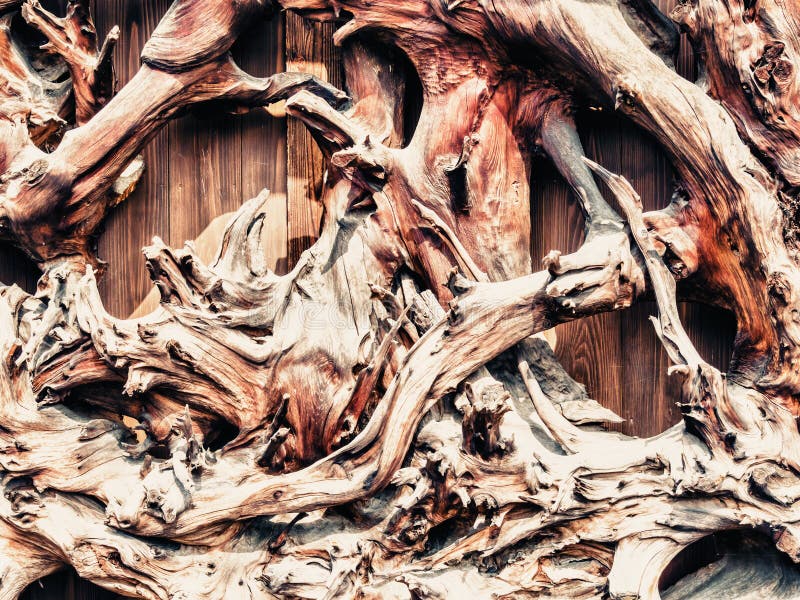 Roots Texture stock image. Image of roots, brown, cortex - 78383109