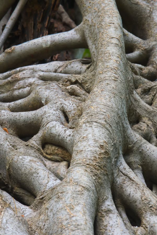 The Complex Trunk-root System of a Predator Thai Tree Species, that ...