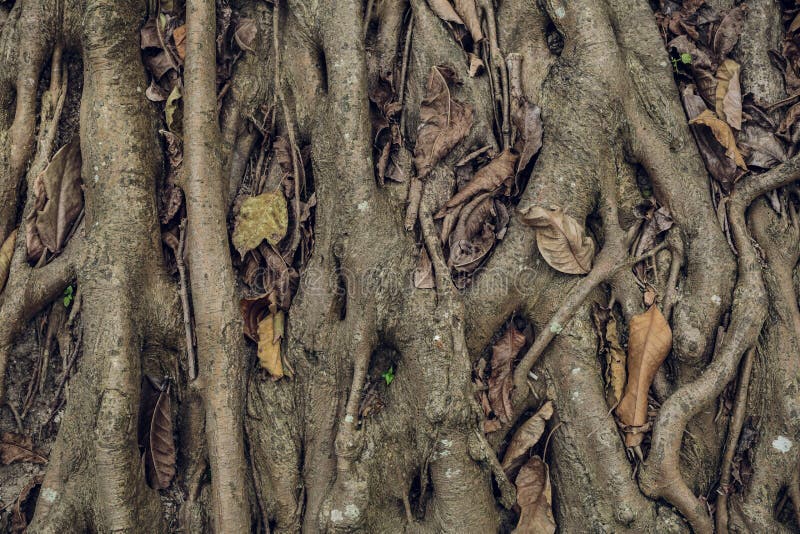 Complexe Wortelstructuur Van Een Naaldboom Stock Afbeelding - Image of ...
