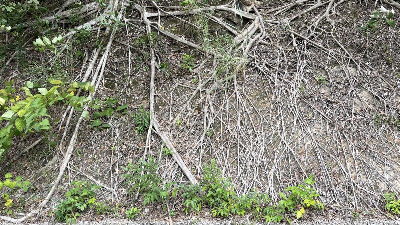 Complexed Tree Roots Scattered on the Mountain Rocks Stock Image ...