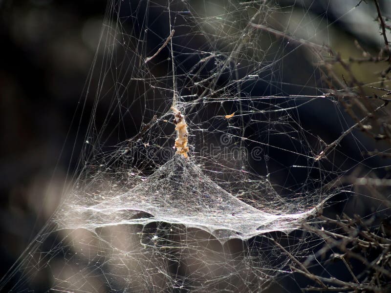 Complicated Conical Spider Web Stock Image - Image of abstract ...