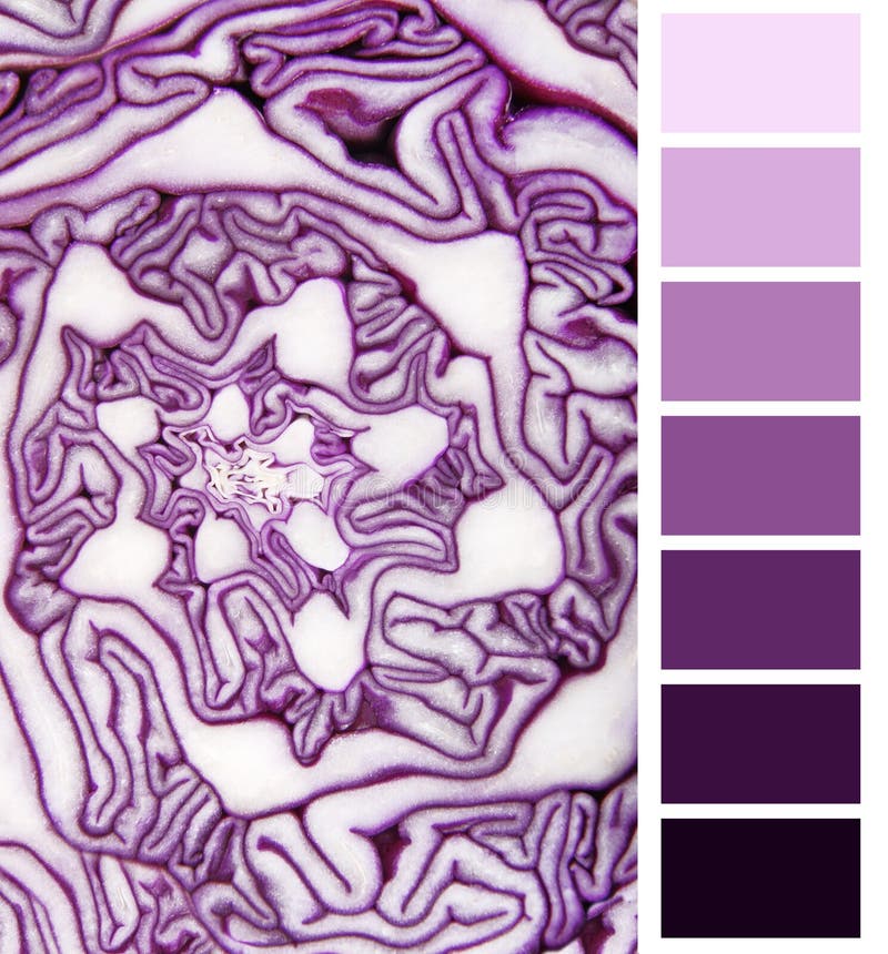 Cabbage Chart Stock Photos - Free & Royalty-Free Stock Photos from ...