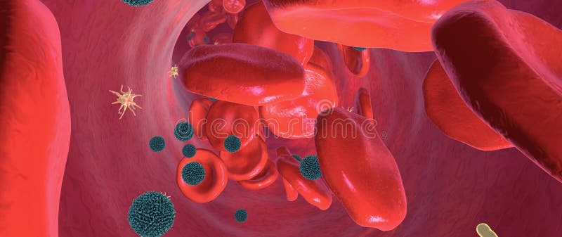 Components of Blood Circulating Inside Blood Vessel Stock Illustration ...