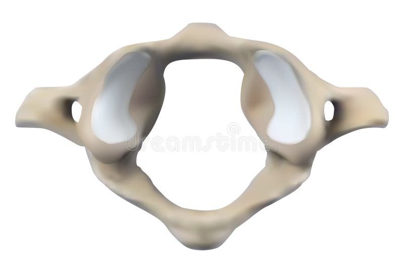 Cervical Vertebrae Anatomy Unlabeled