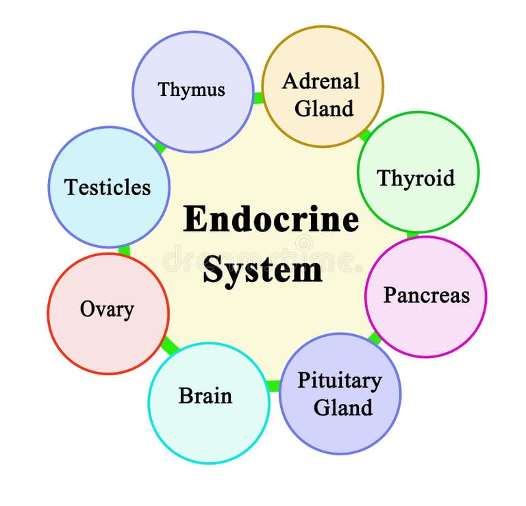 Endocrine Components Stock Illustrations – 128 Endocrine Components ...