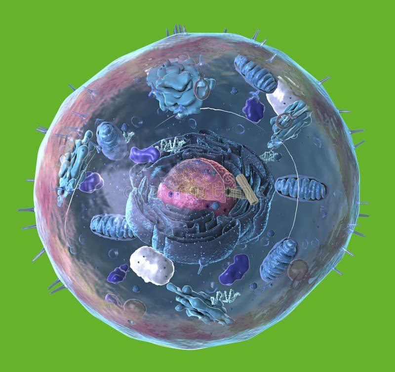 Cell Parts 3d Planets