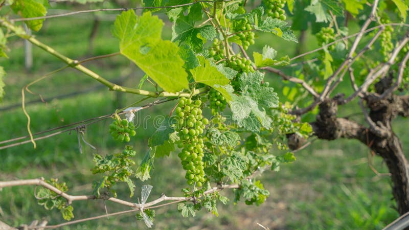 Components of Grape Vines it Can Continue in the Effectiveness of the ...