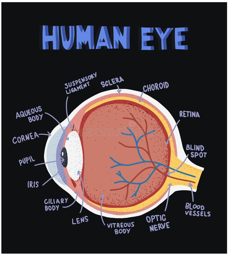 Components of Human Eye. Illustration about Anatomy and Physiology. Eye ...