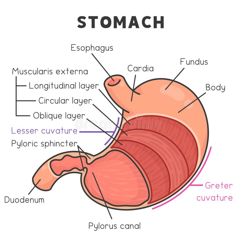 Components and Layers of the Stomach Diagram Chart in Science Subject ...