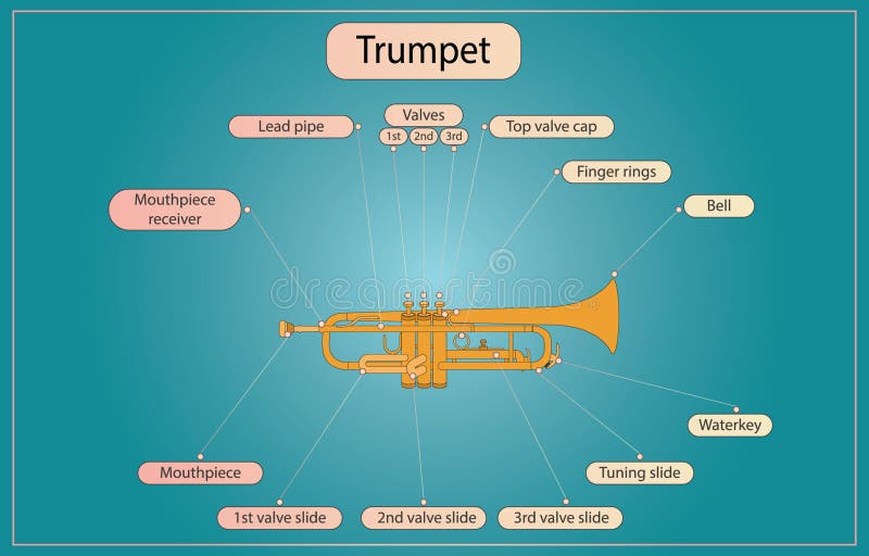 Components of a Trumpet Instrument Stock Vector - Illustration of font ...