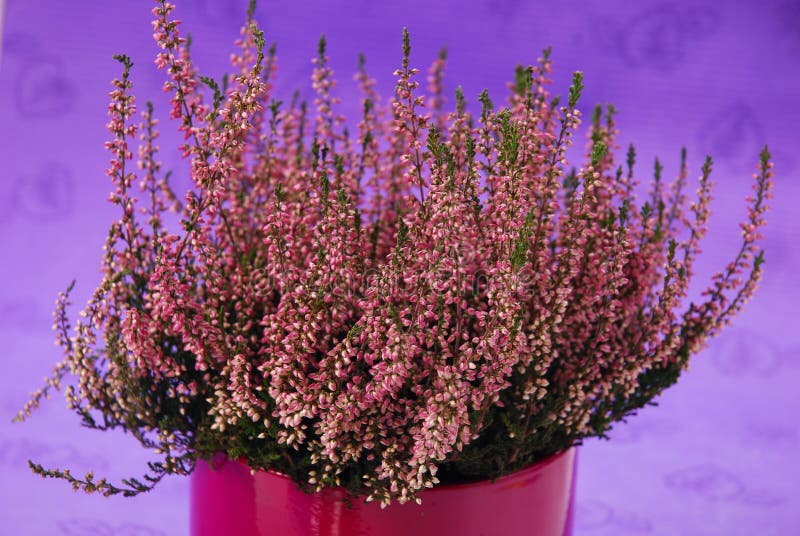 Urze no jardim do outono foto de stock. Imagem de roxo - 16171094