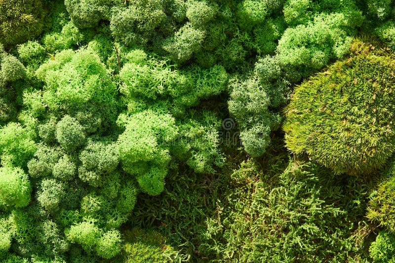 Tipos de plantas de musgo imagen de archivo. Imagen de plantas - 218286319