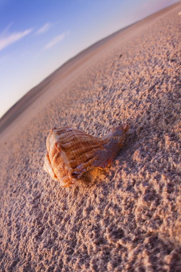 Composiciones De La Playa. Shelles En La Arena Imagen de archivo ...