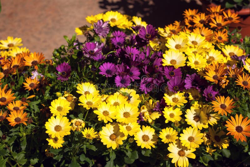 Compositae stock image. Image of compositae, nature, stamen - 42843303