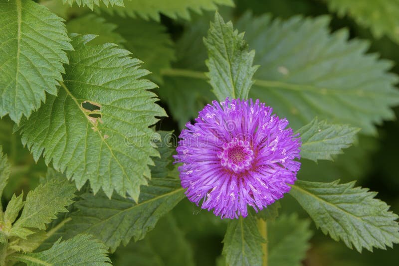 Compositae flower stock image. Image of garden, flowers - 207824415