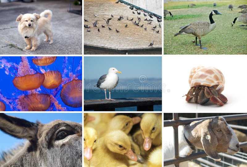 Composite of Animal and Critter Images Stock Photo - Image of coast ...