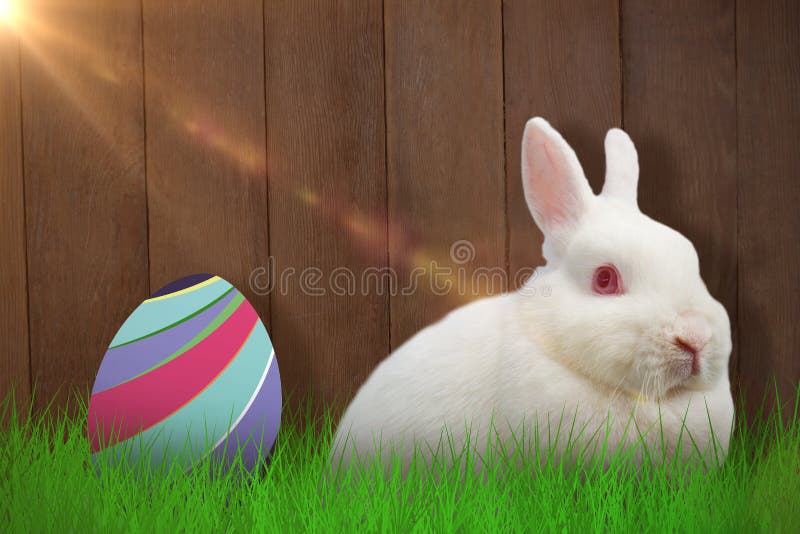 Composite Image of Close Up Portrait of Cute Rabbit Stock Photo - Image ...