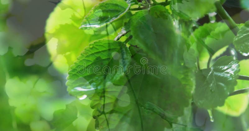 Composite Image of Leaves on a Tree Against Water Falling Over Plants ...
